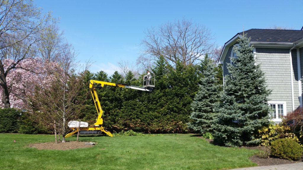 Hand pruning Leyland cypress trees - Green Rose Tree, Inc.